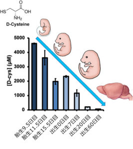 D-システイン（D-Cys） | Dアミノ酸ラボ株式会社